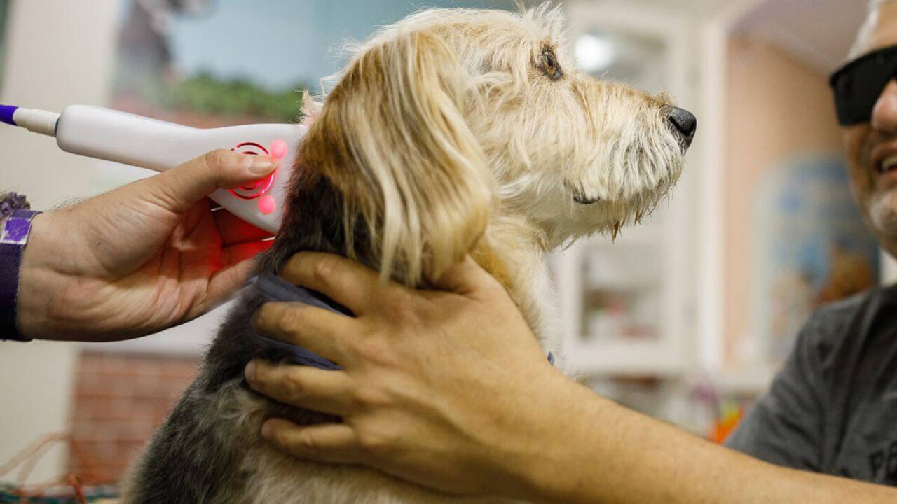 Pet Laser Therapy In Greensboro, NC 27409 | Bel-Aire Veterinary Hospital